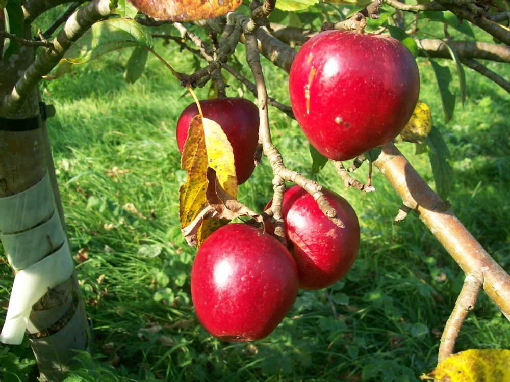 Apple Varieties – Cavell Orchards
