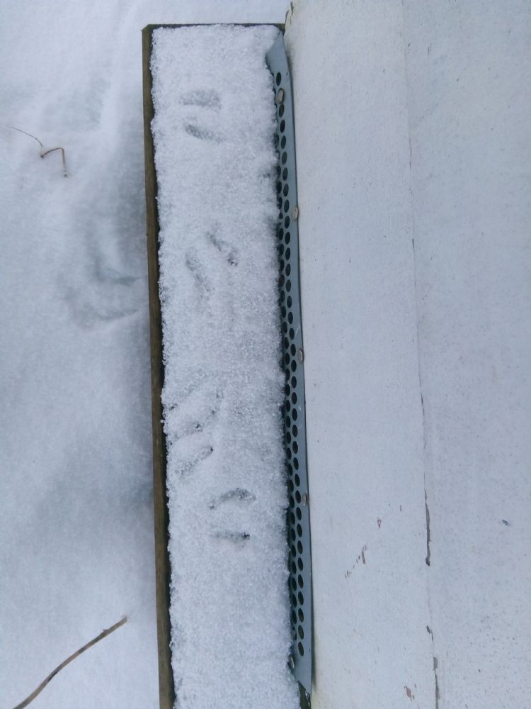 Winter in the Orchard – Cavell Orchards