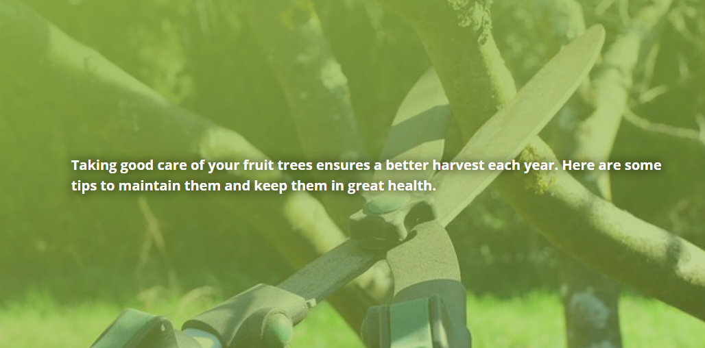 Pruning Tips from Vigo – Cavell Orchards